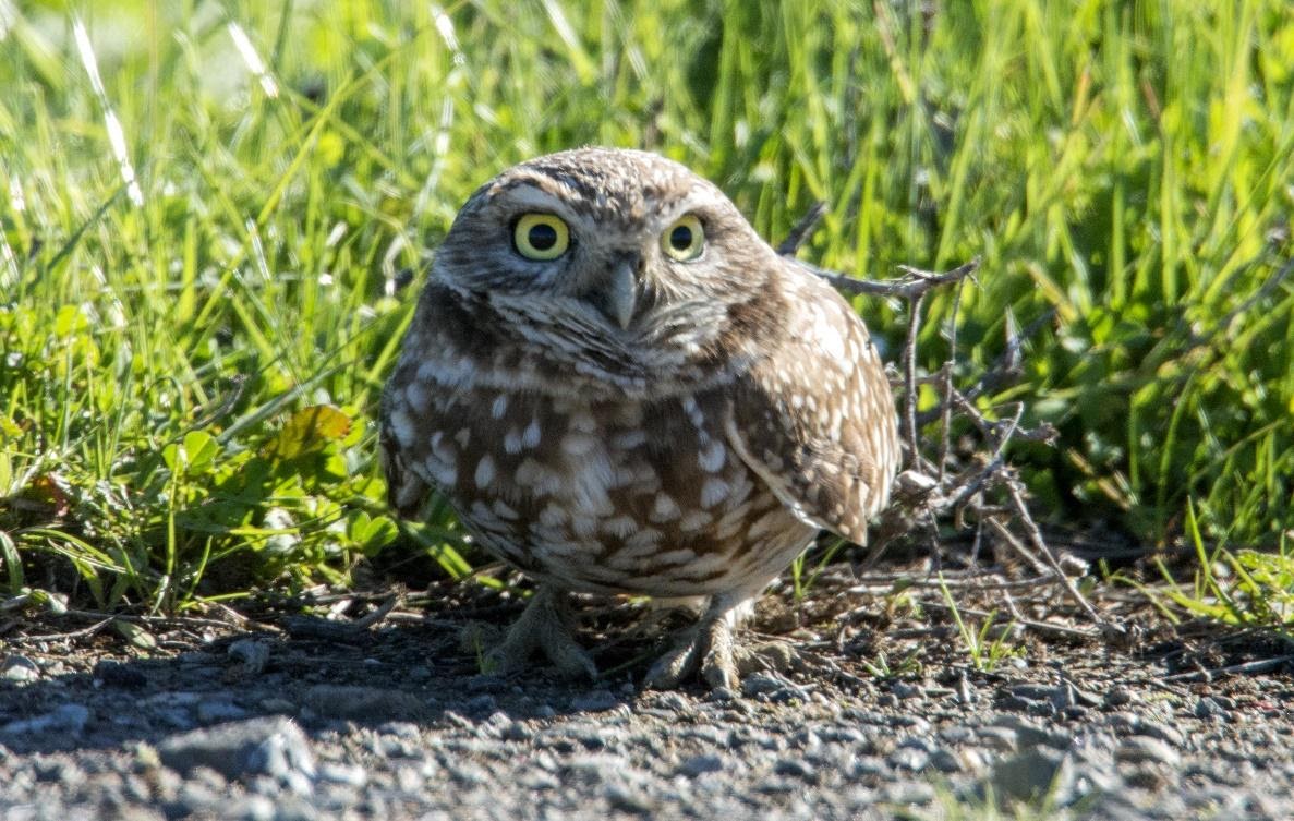 Special Status Species Spotlight - The Burrowing Owl - Sequoia ...