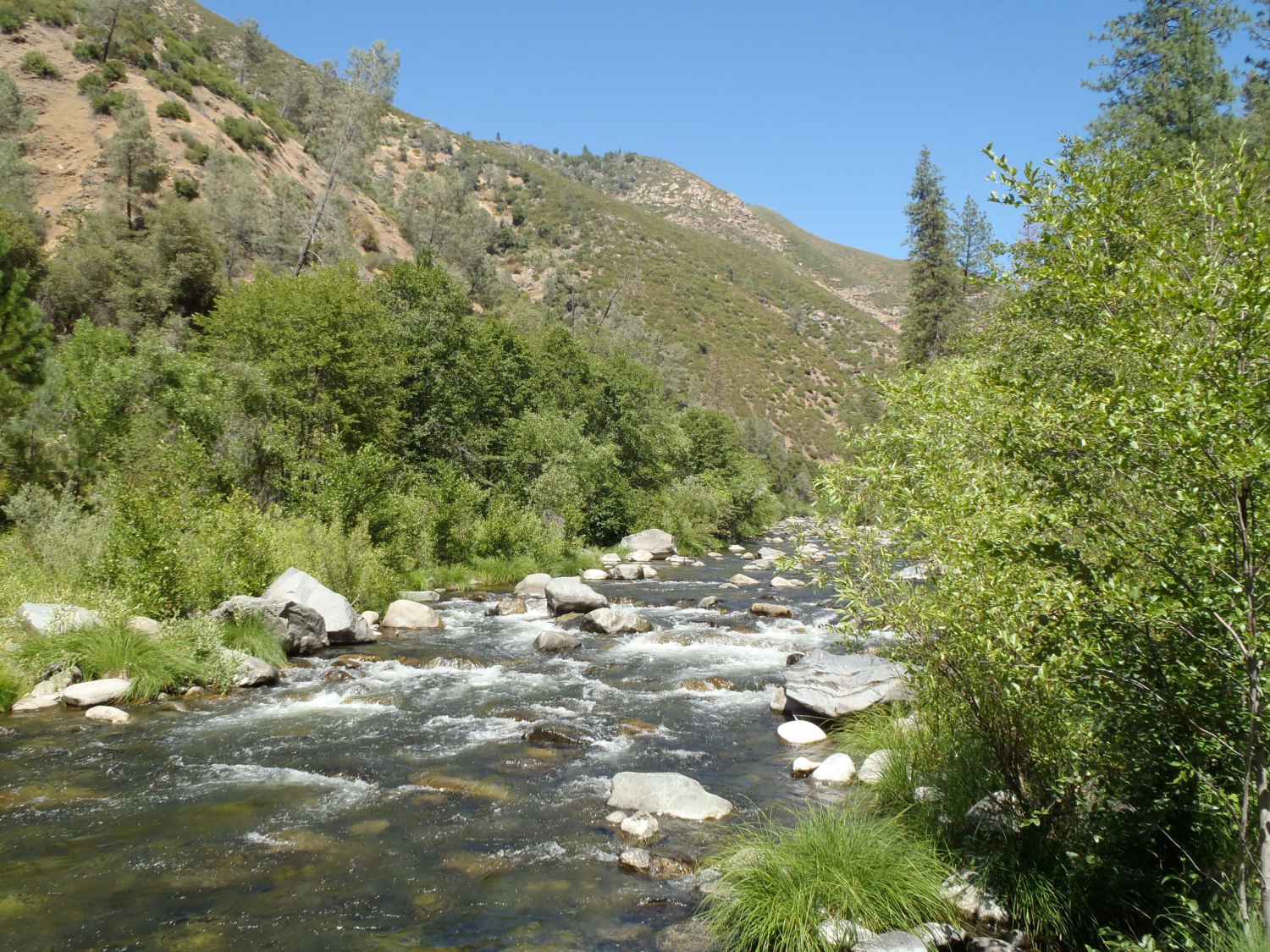 Home - Sequoia Ecological Consulting, Inc